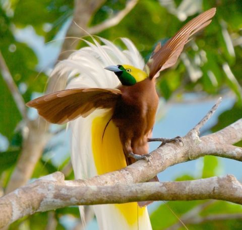 The Species – Birds-of-Paradise Project
