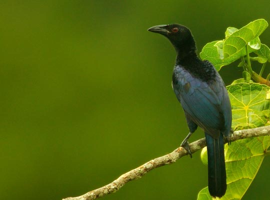 Color Gallery – Birds-of-Paradise Project