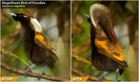 Shape Shifting – Birds-of-Paradise Project