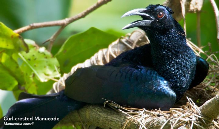 Sound Gallery – Birds-of-Paradise Project