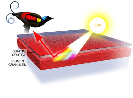 Color Gallery – Birds-of-Paradise Project