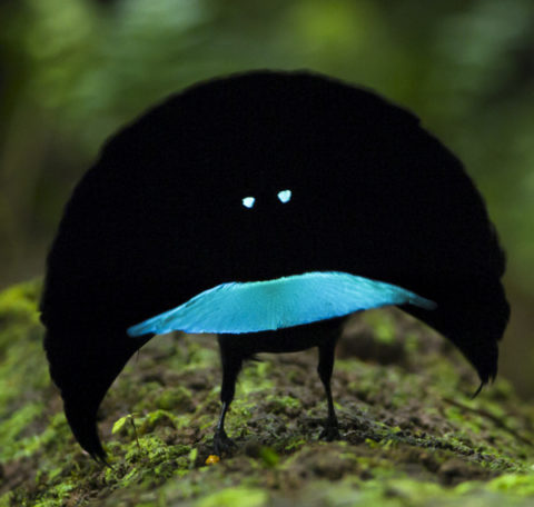 The Species – Birds-of-Paradise Project