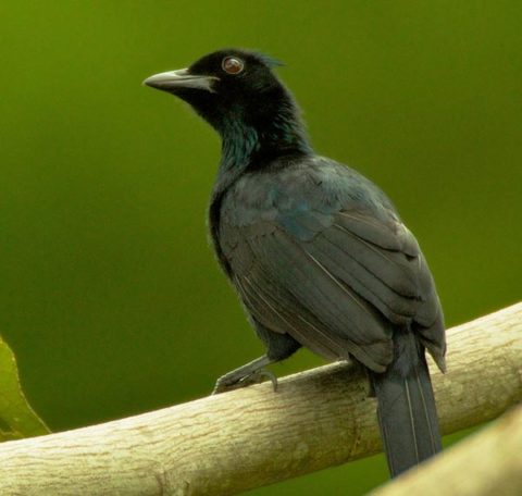 The Species – Birds-of-Paradise Project