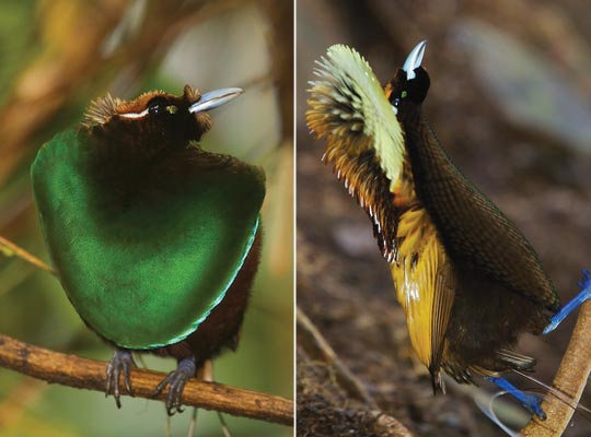 Color Gallery – Birds-of-Paradise Project