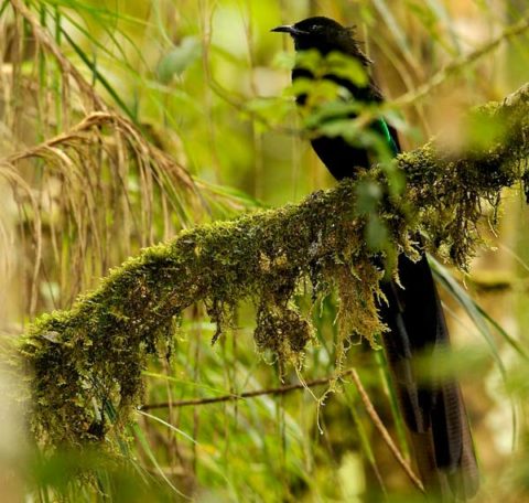 The Species – Birds-of-Paradise Project