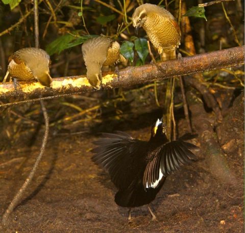 The Species – Birds-of-Paradise Project