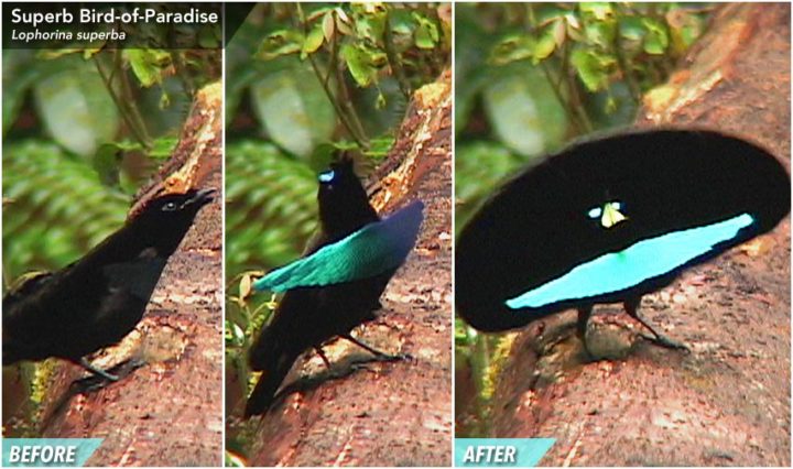 Shape Shifting – Birds-of-Paradise Project