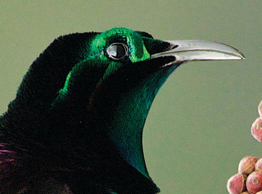 Color Gallery – Birds-of-Paradise Project