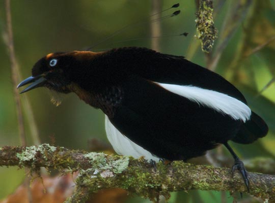 Color Gallery – Birds-of-Paradise Project