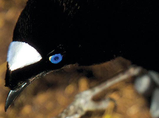 Color Gallery – Birds-of-Paradise Project