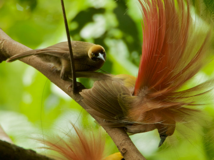 Evolution in Isolation – Birds-of-Paradise Project