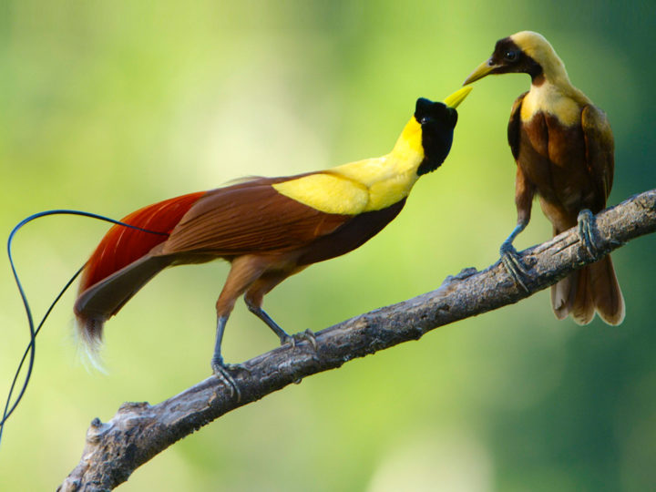 Birds-of-Paradise Project