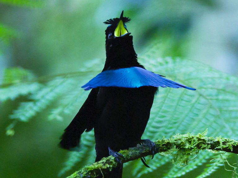 Their Home – Birds-of-Paradise Project